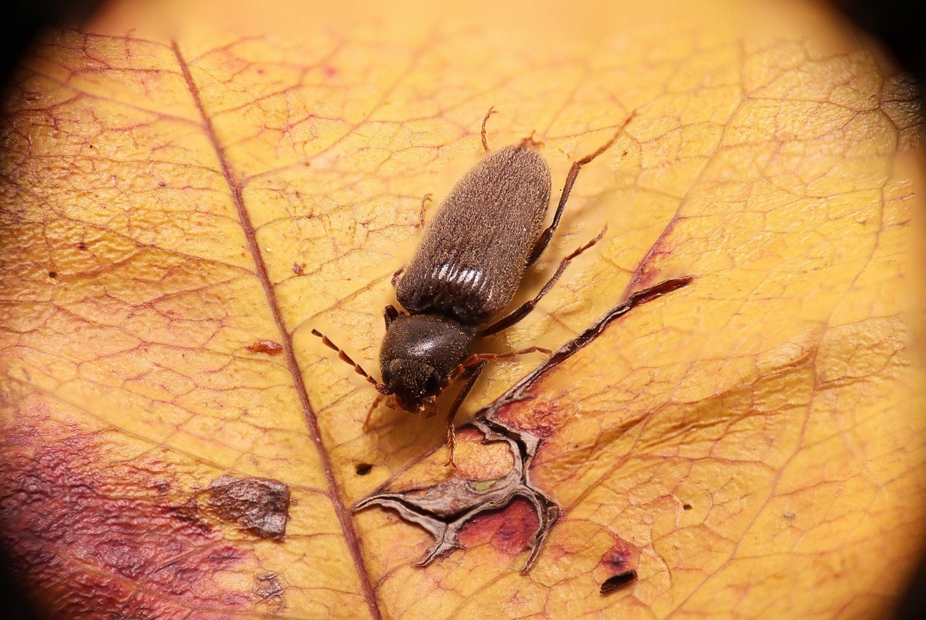 ¿Cómo saber si la madera de tu casa tiene carcoma? ¡Descúbrelo!